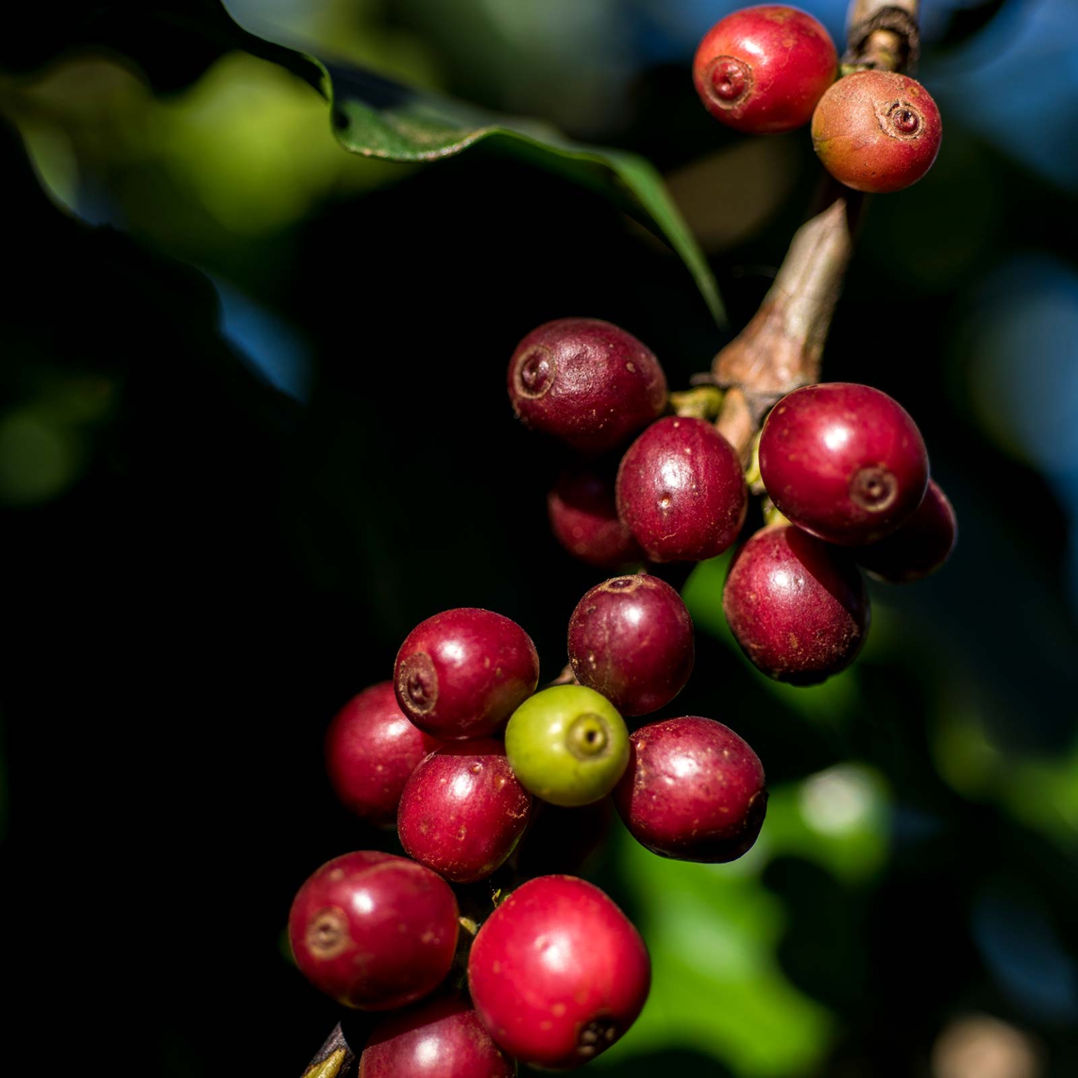 Produkte - SAM urban baker